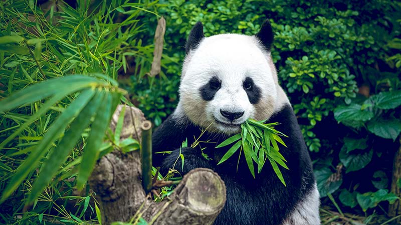 Chengdu Pandas | Giant Panda Breeding & Research Centre